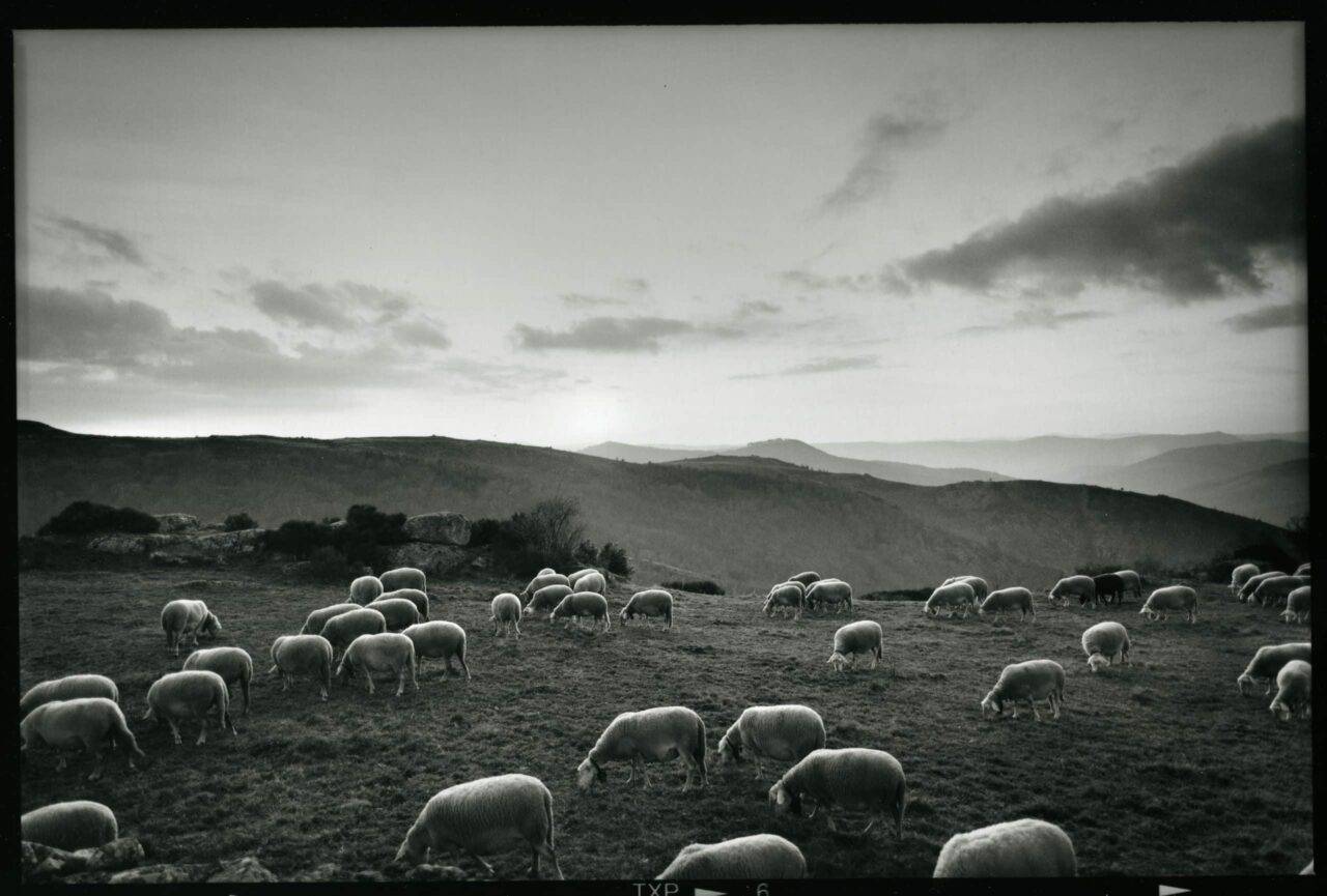 Raymond Depardon : Biographie, œuvres Et Héritage En Photo Rock
